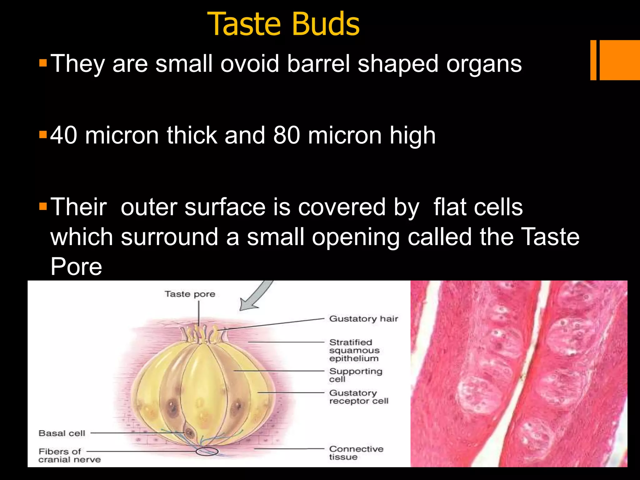 Histology of oral mucous membrane and gingiva | PPTX