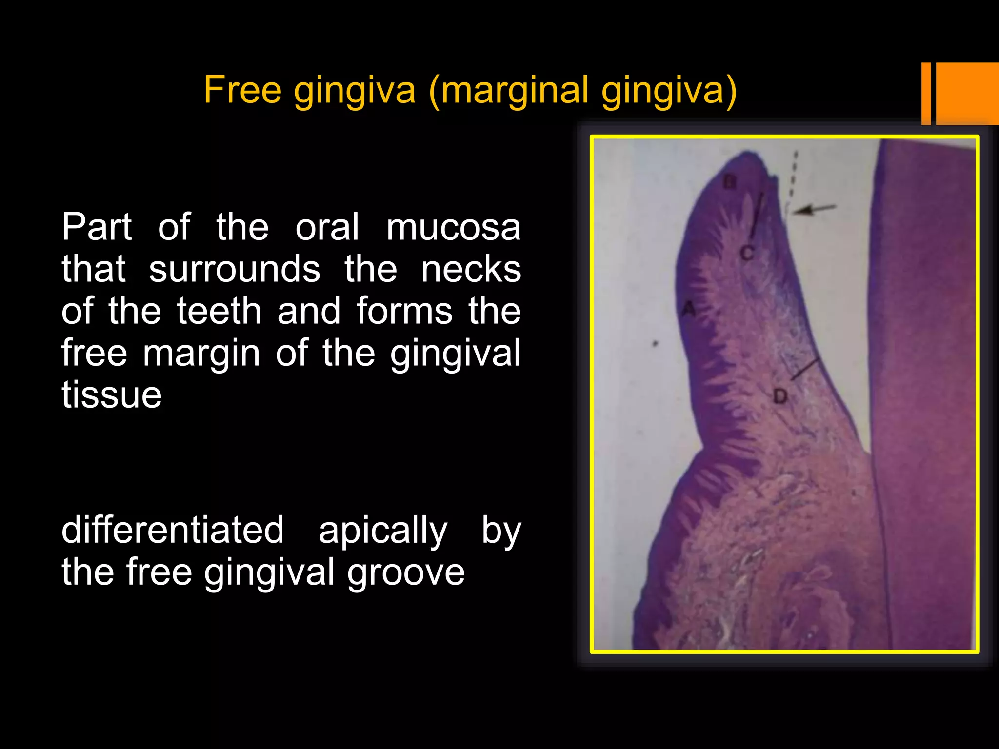 Histology of oral mucous membrane and gingiva | PPTX