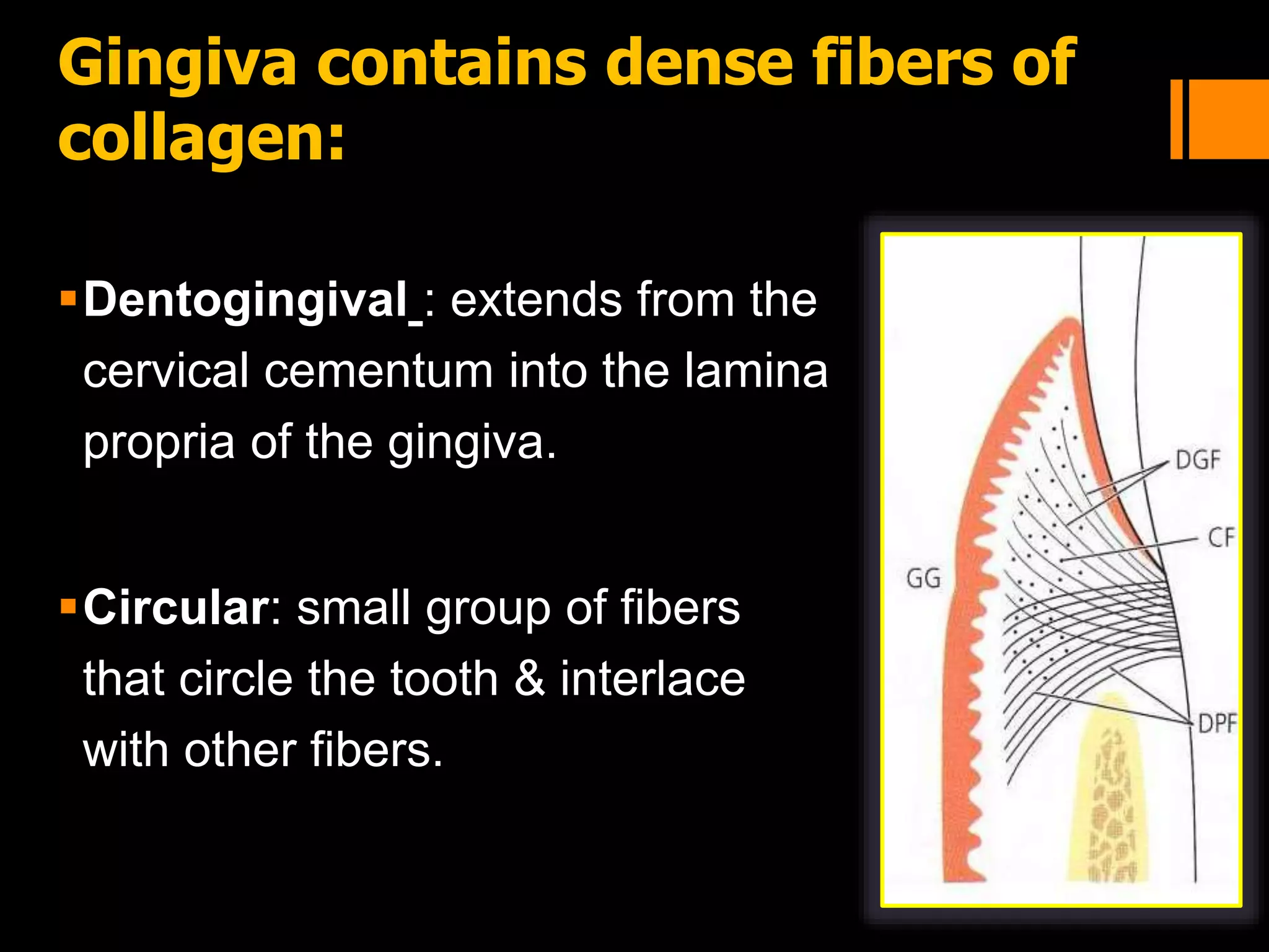 Histology of oral mucous membrane and gingiva | PPTX