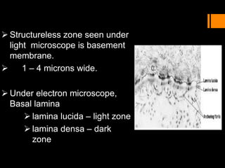Histology of oral mucous membrane and gingiva | PPTX
