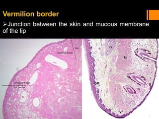 Histology of oral mucous membrane and gingiva | PPTX