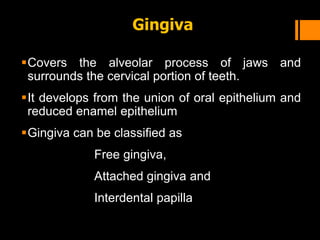 Histology of oral mucous membrane and gingiva | PPTX