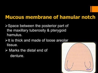 Histology of oral mucous membrane and gingiva | PPTX