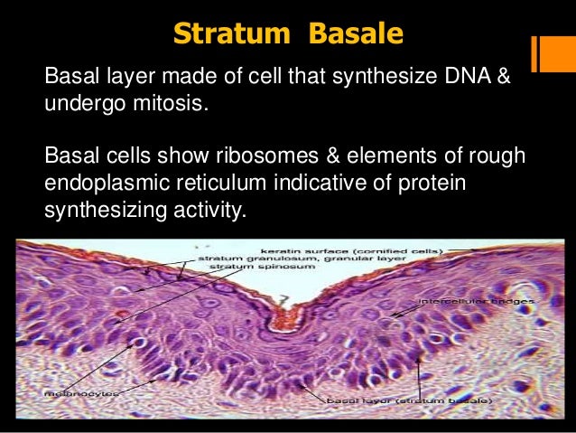 Histology of oral mucous membrane and gingiva