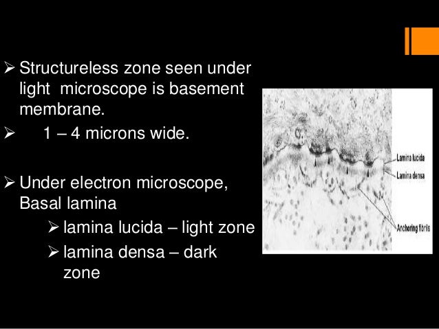 Lamina Propria Histology Tongue