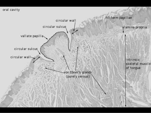 Lamina Propria Histology Tongue