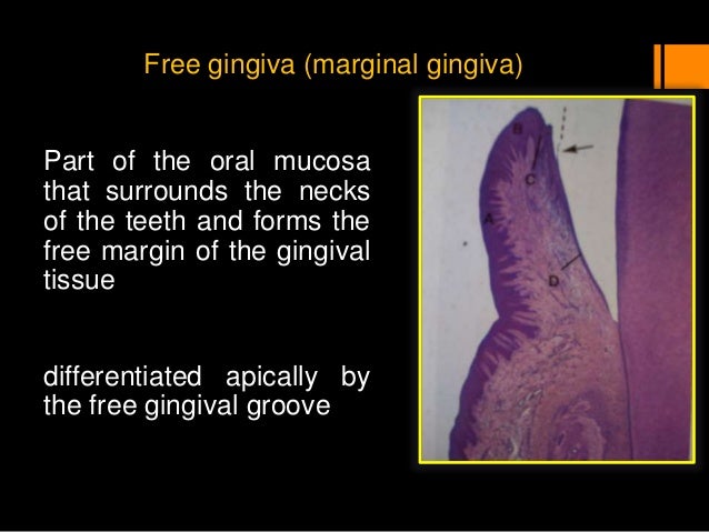 Histology of oral mucous membrane and gingiva