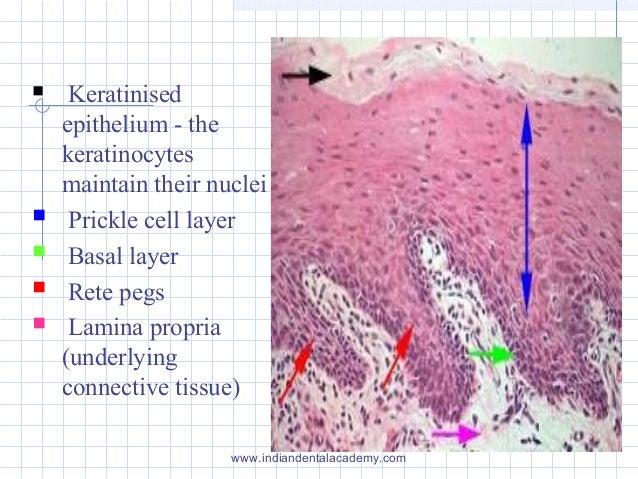 Histology of oral mucous membrane including gingiva/certified fixed