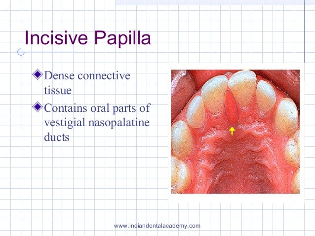 Histology of oral mucous membrane including gingiva/certified fixed