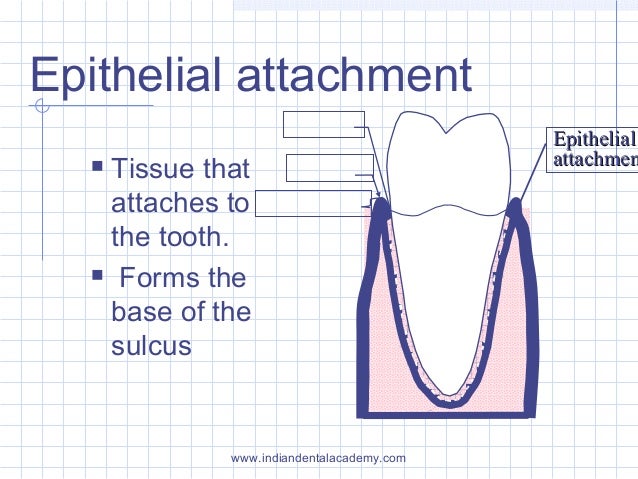 Histology of oral mucous membrane including gingiva/certified fixed