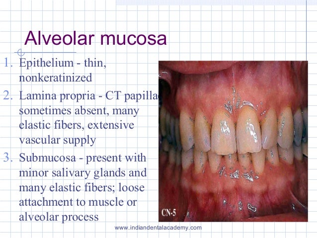 Histology of oral mucous membrane including gingiva/certified fixed