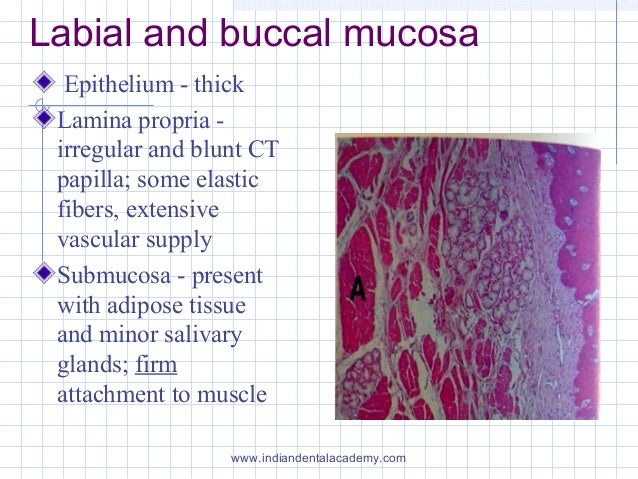 Labial Mucosa Histology