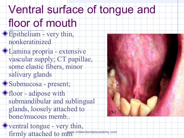 Histology of oral mucous membrane including gingiva/certified fixed