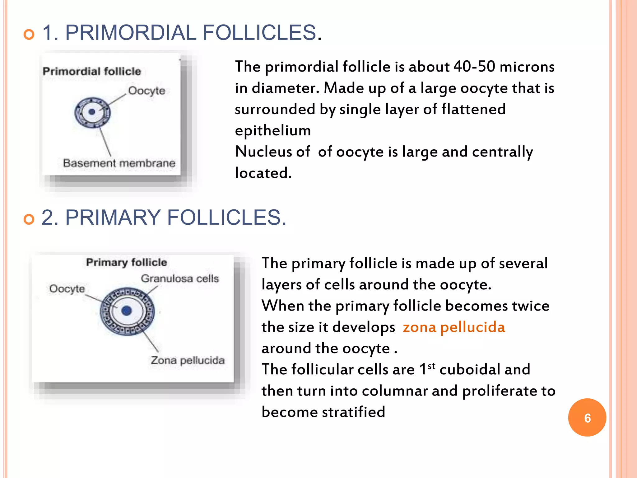 Histology of ovaries | PPTX