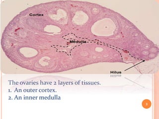 Histology of ovaries | PPTX