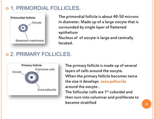 Histology of ovaries | PPTX