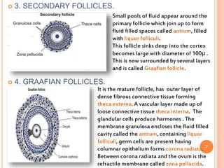 Histology of ovaries | PPTX