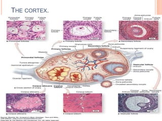 Ovary Tissue Slide Diagram