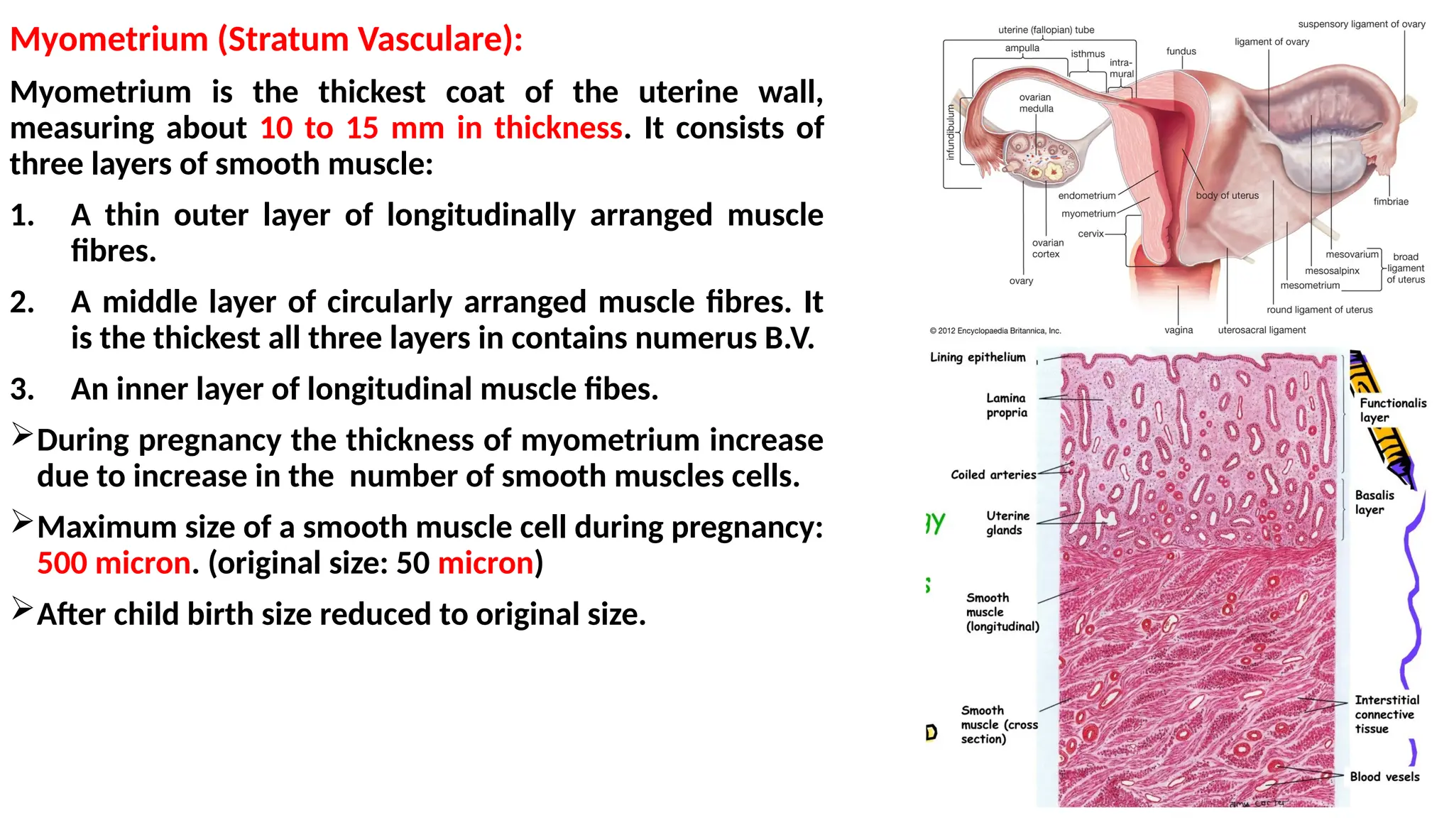 Histology of Ovaries, Uterine tubes, Uterus, Vagina..pptx