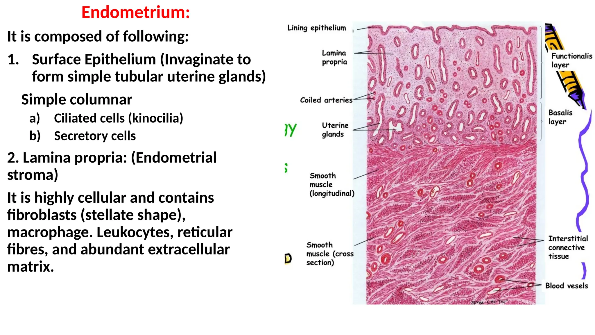 Histology of Ovaries, Uterine tubes, Uterus, Vagina..pptx