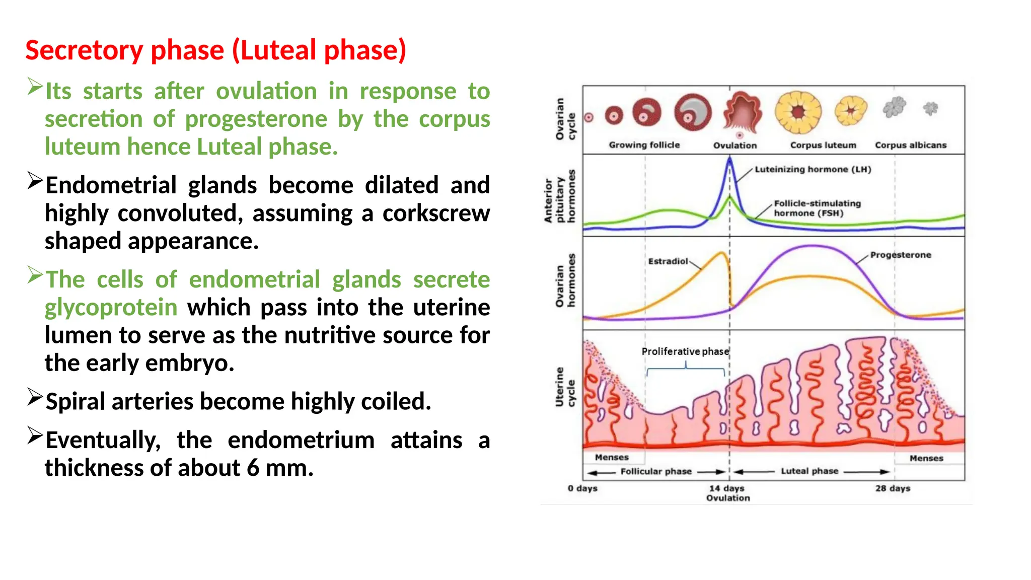 Histology of Ovaries, Uterine tubes, Uterus, Vagina..pptx