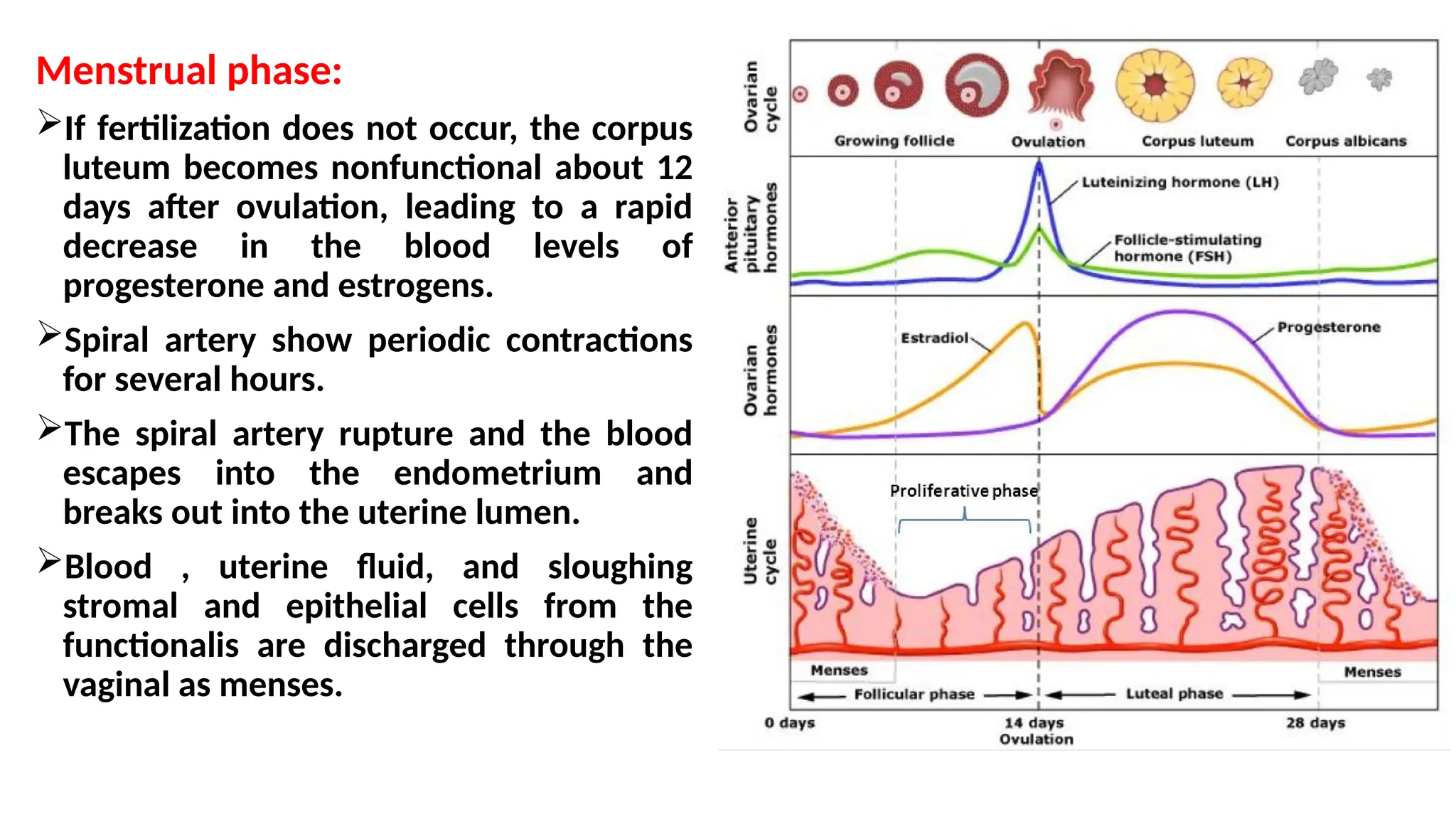 Histology of Ovaries, Uterine tubes, Uterus, Vagina..pptx