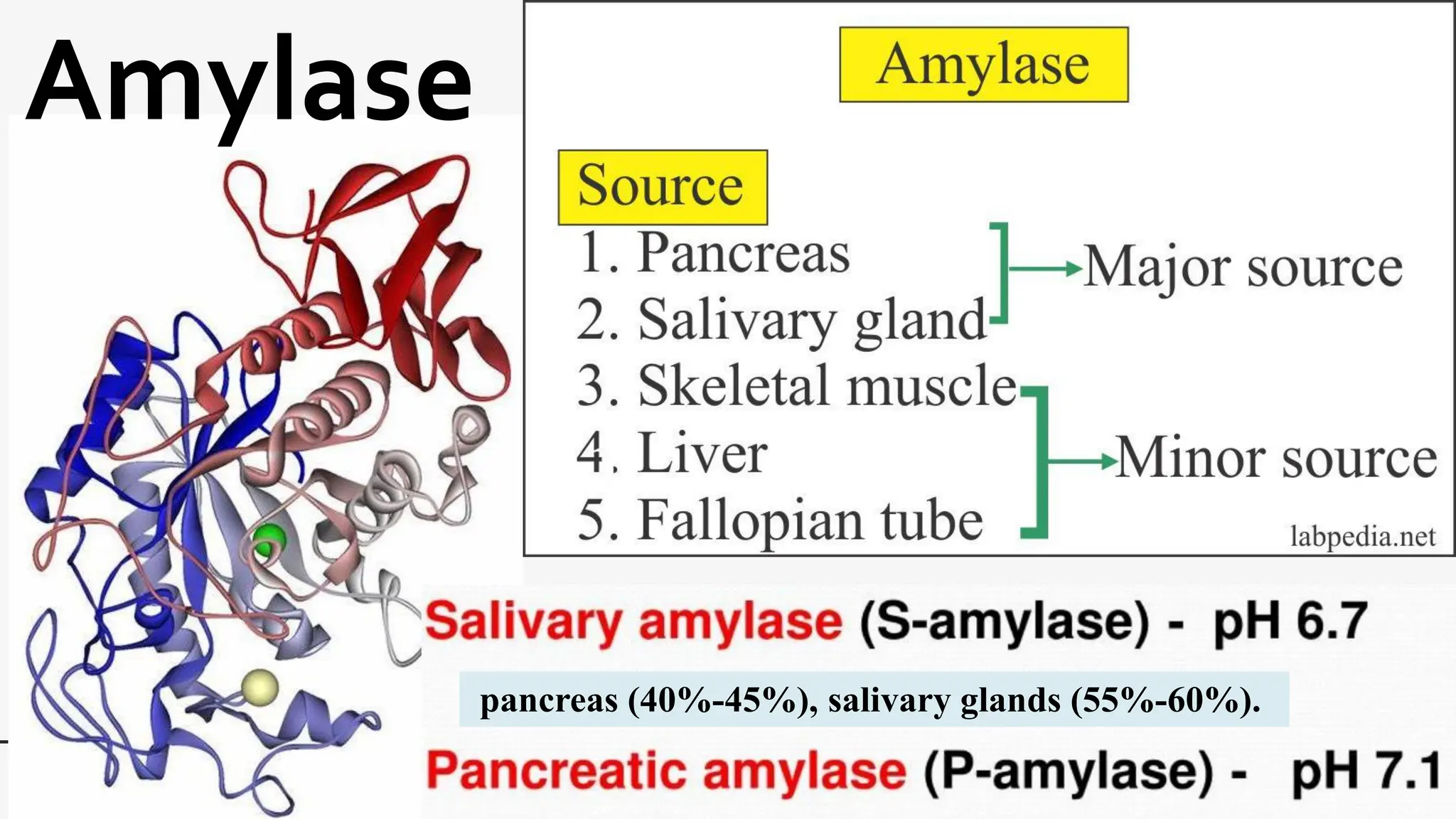 Histology of pancreas.pdf