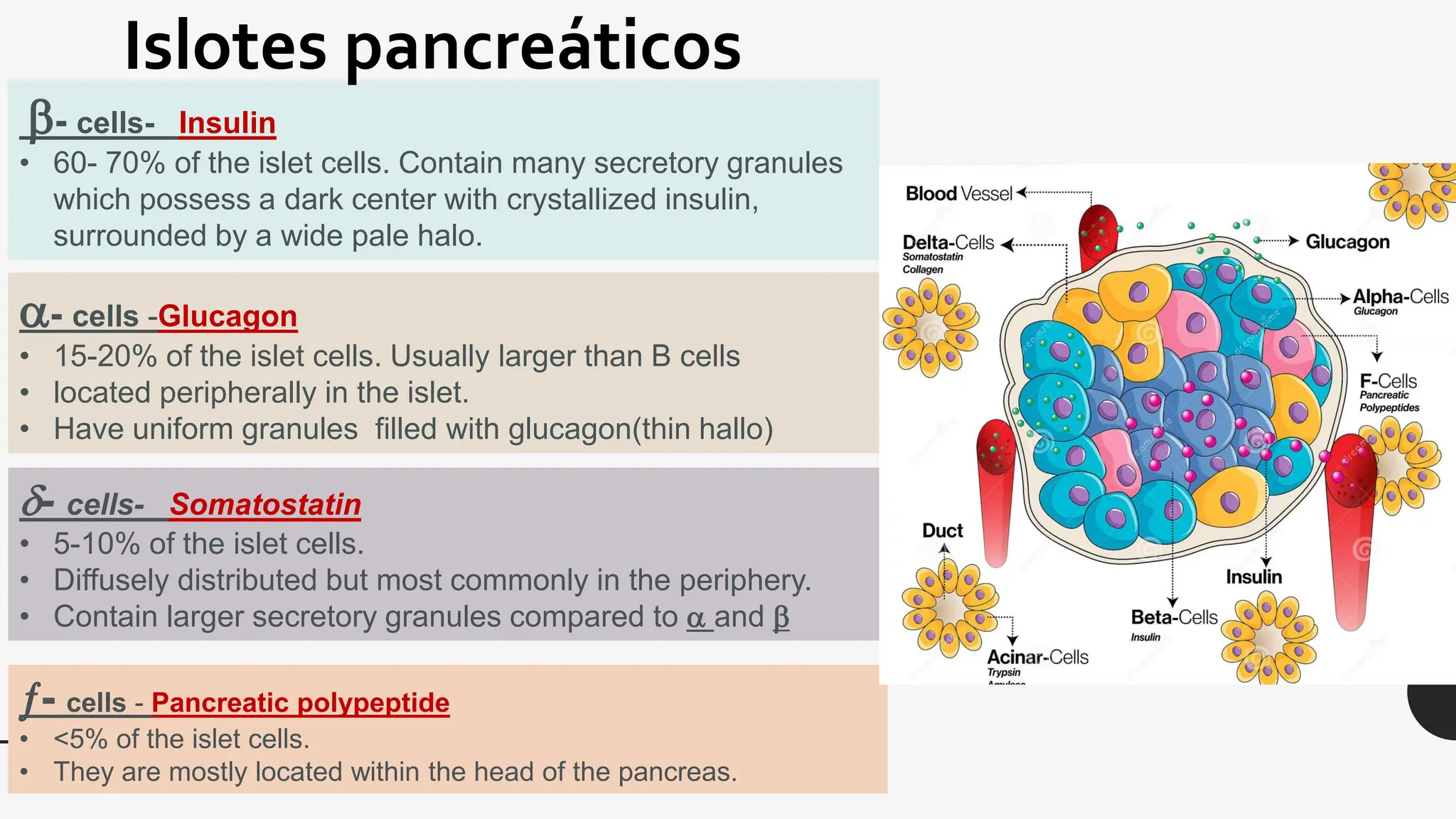 Histology of pancreas.pdf