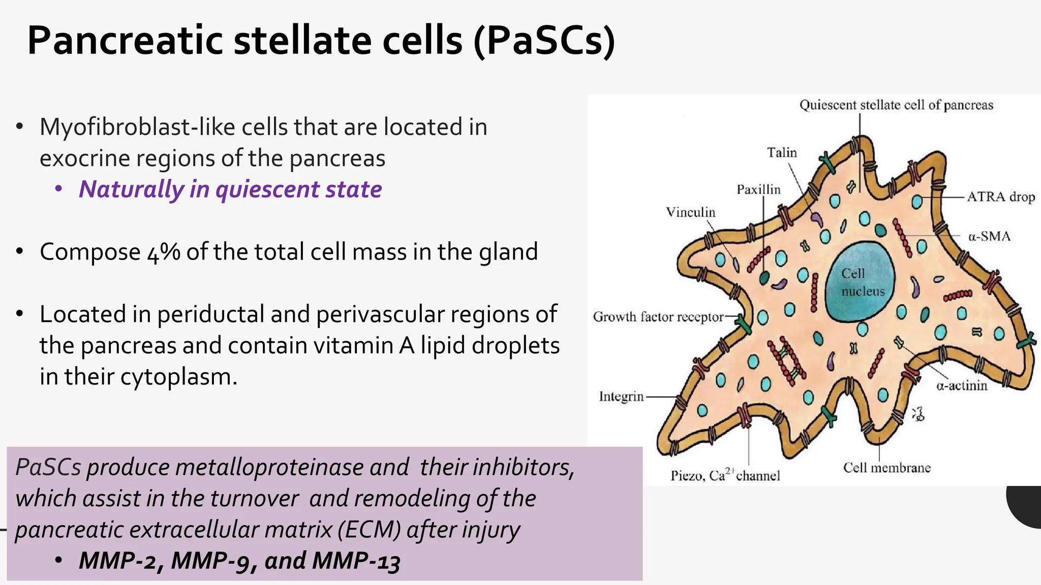 Histology of pancreas.pdf