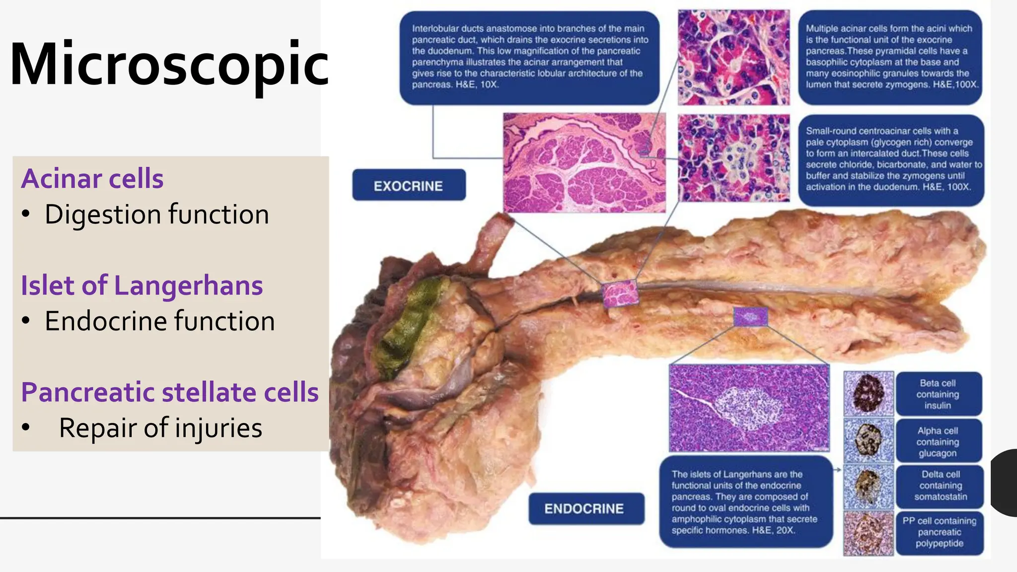 Histology of pancreas.pdf