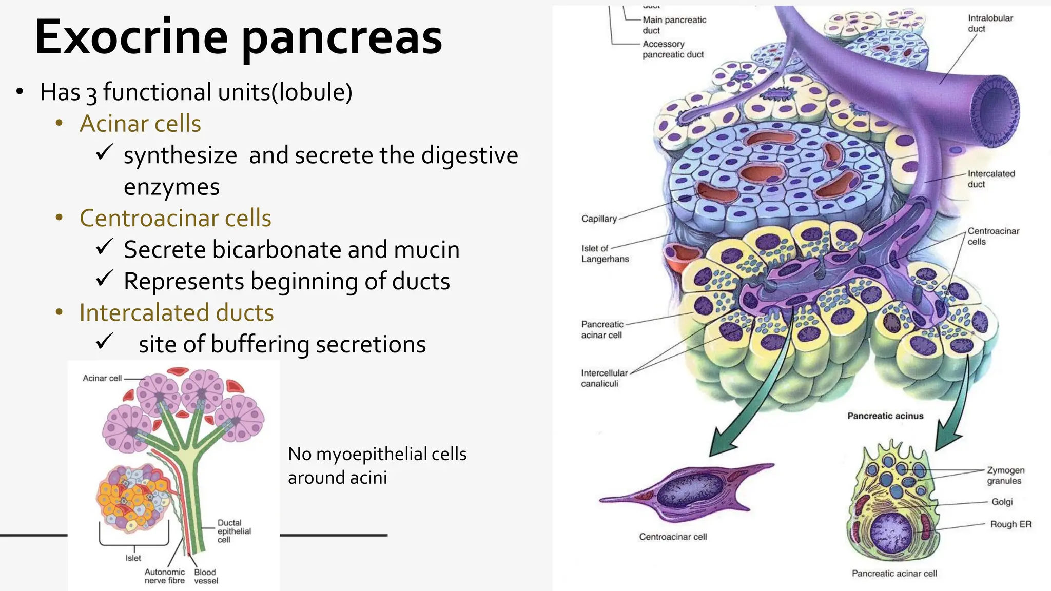 Histology of pancreas.pdf