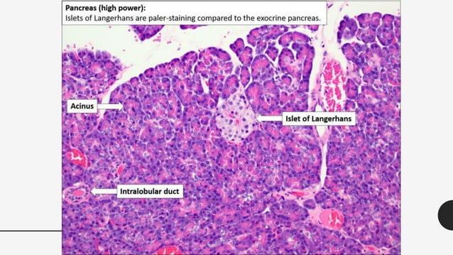 Histology of pancreas.pdf