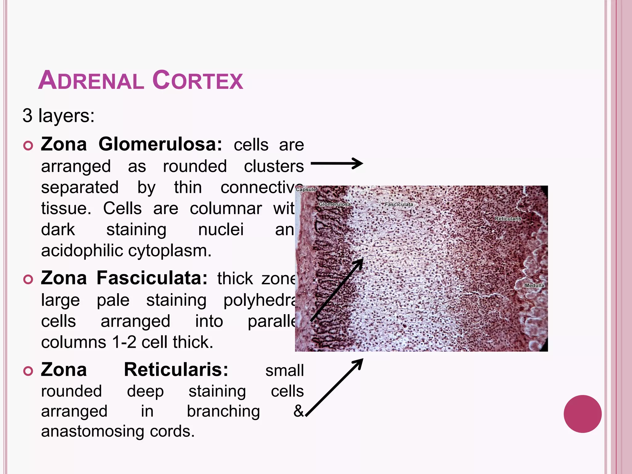 Histology of Pancreas, adrenal.pdf