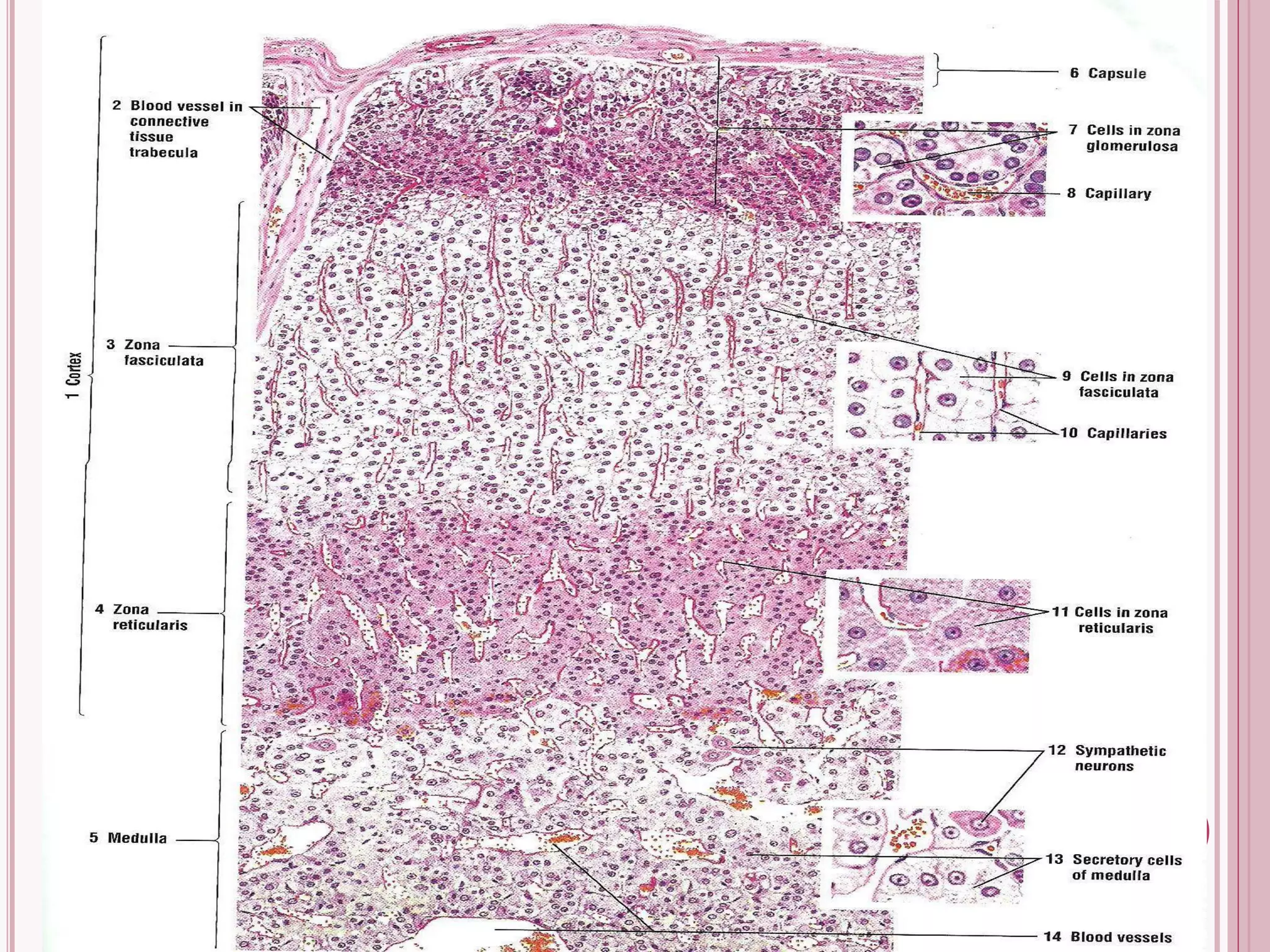 Histology of Pancreas, adrenal.pdf