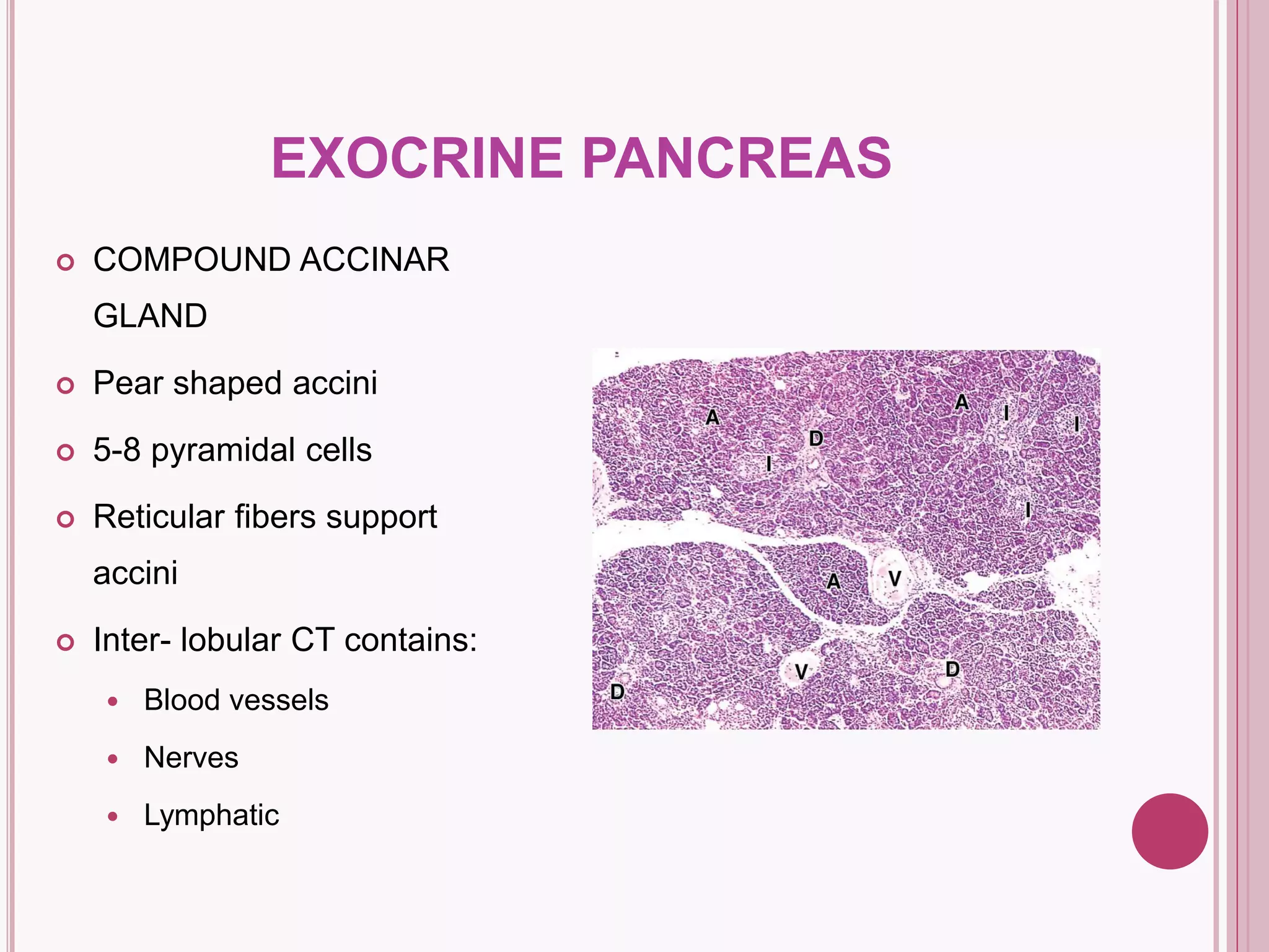 Histology of Pancreas, adrenal.pdf