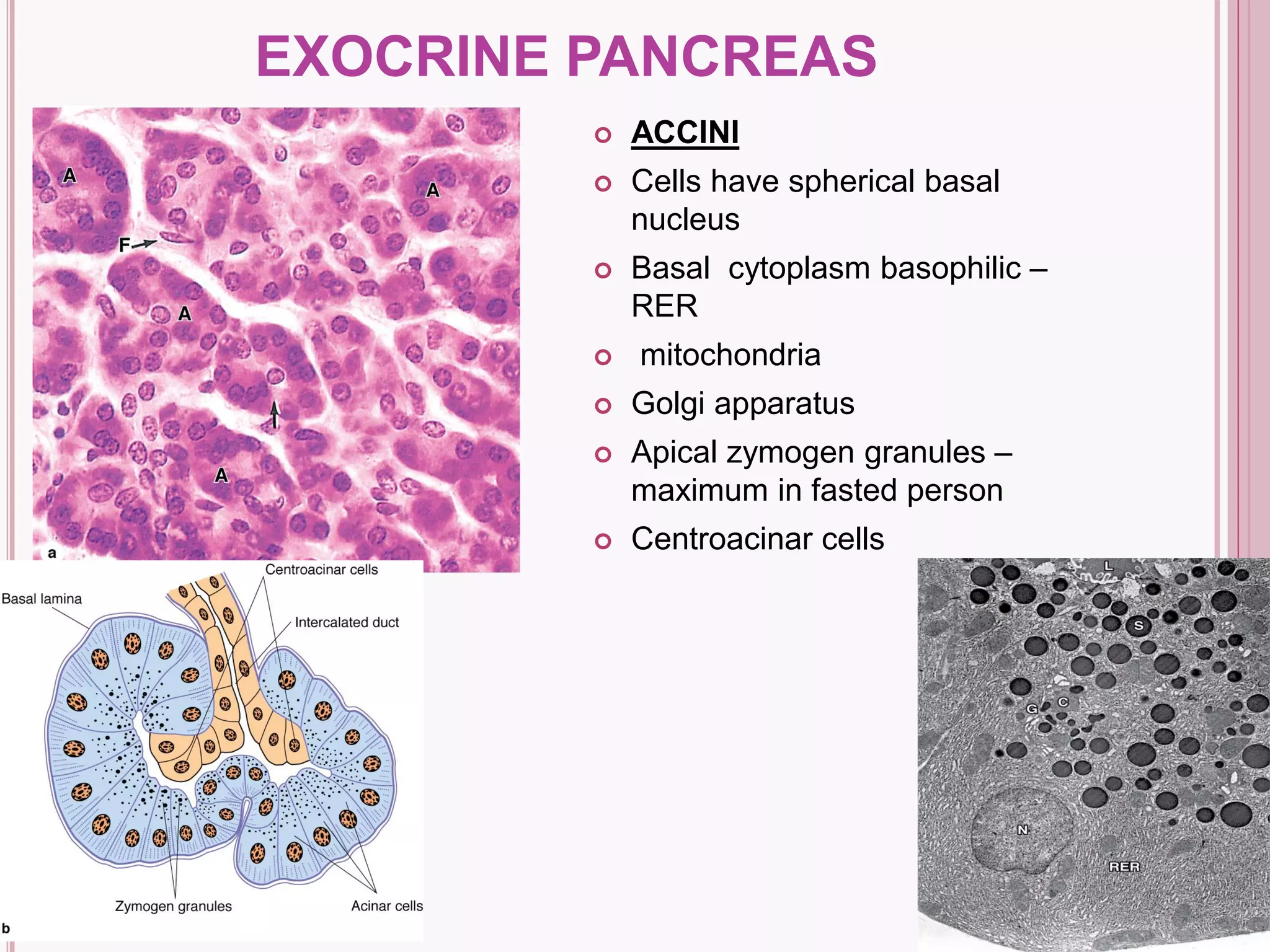 Histology of Pancreas, adrenal.pdf