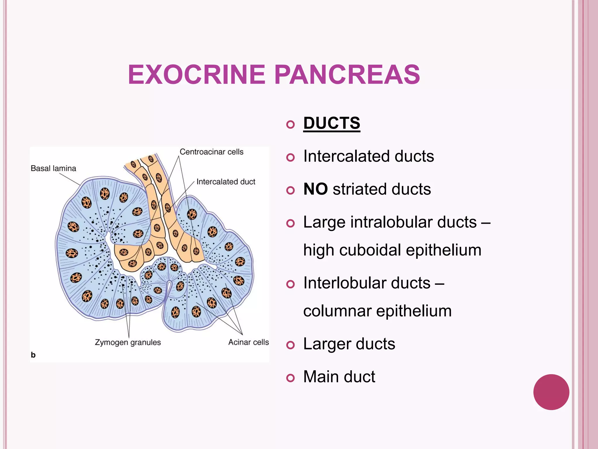 Histology of Pancreas, adrenal.pdf