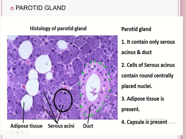 Histology of Pancreas, adrenal.pdf