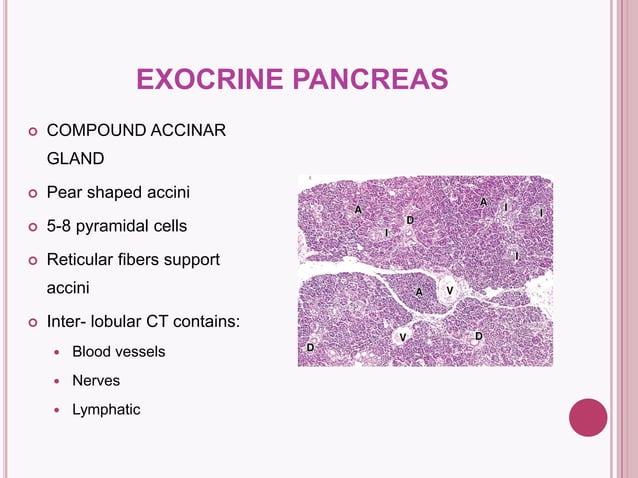 Histology of Pancreas, adrenal.pdf
