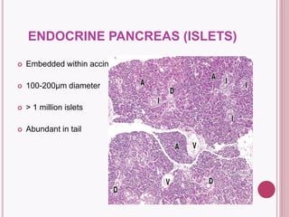 Pancreas Histology Labeled