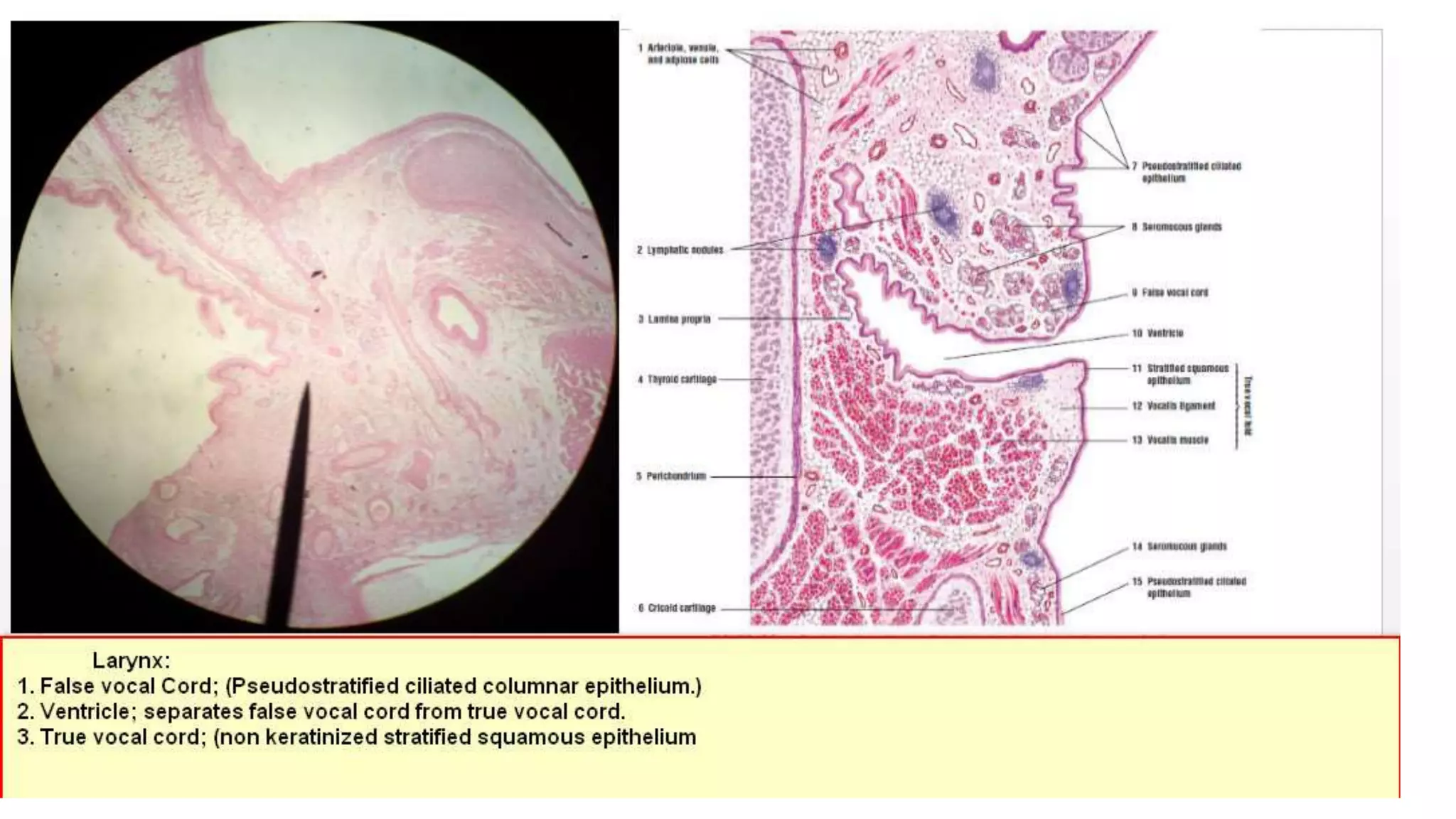 Histology of pharynx & larynx | PPTX