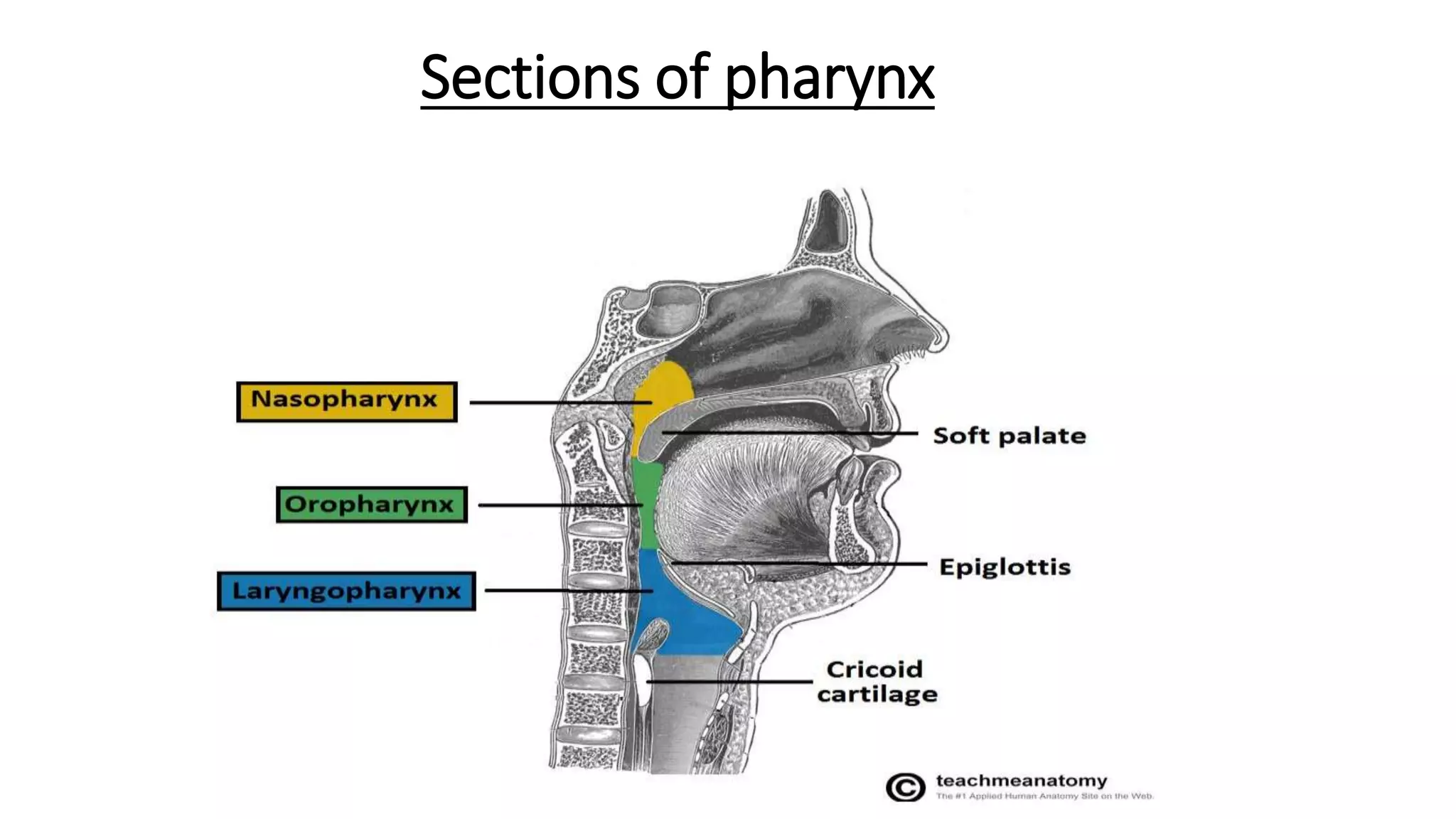 Histology of pharynx & larynx | PPTX
