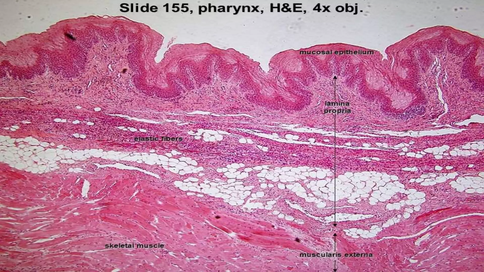 Histology of pharynx & larynx | PPTX