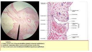 Histology of pharynx & larynx | PPTX