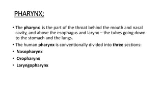 Histology of pharynx & larynx | PPTX