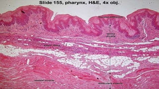 Pharynx Histology Pathology Outlines