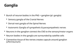 Histology of Peripheral nervous system.pptx