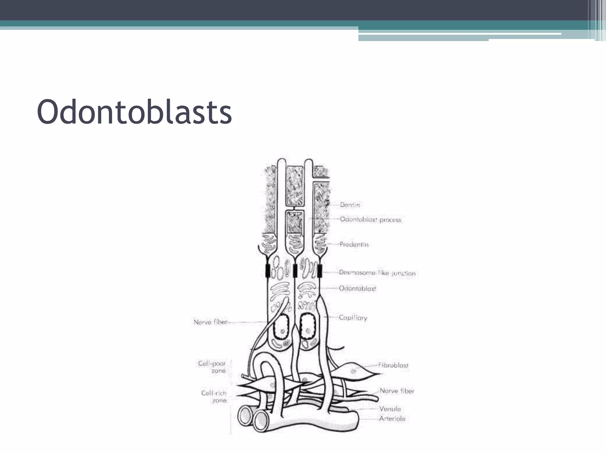 Histology of Pulp | PPTX