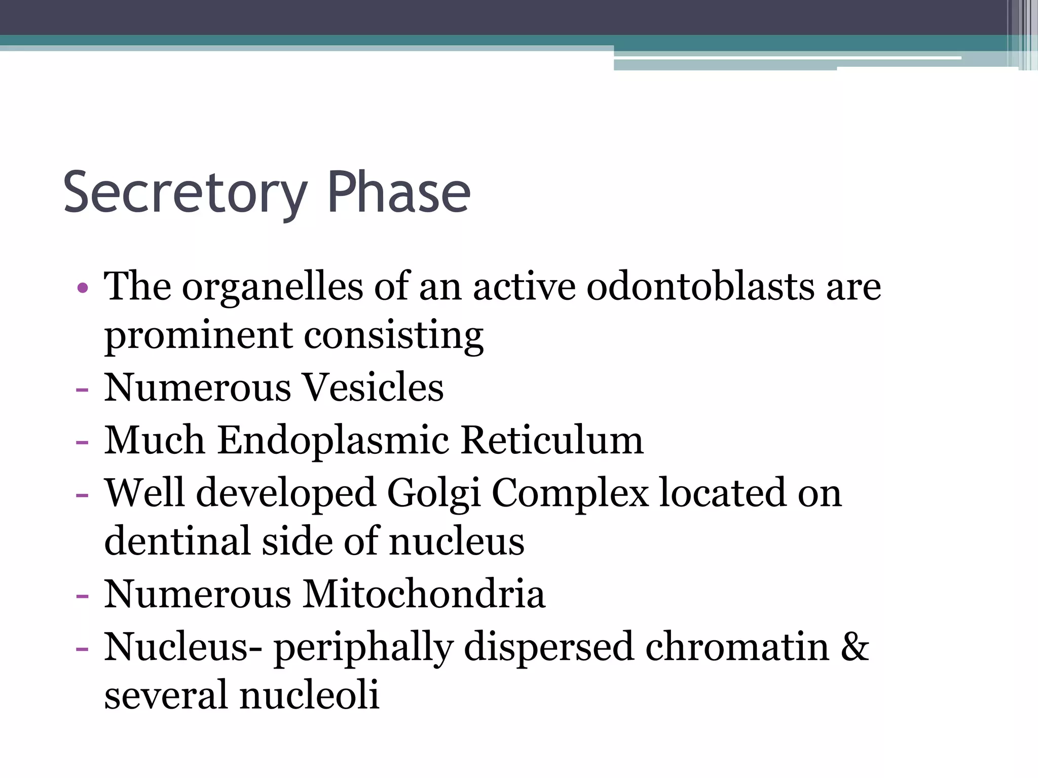 Histology of Pulp | PPTX