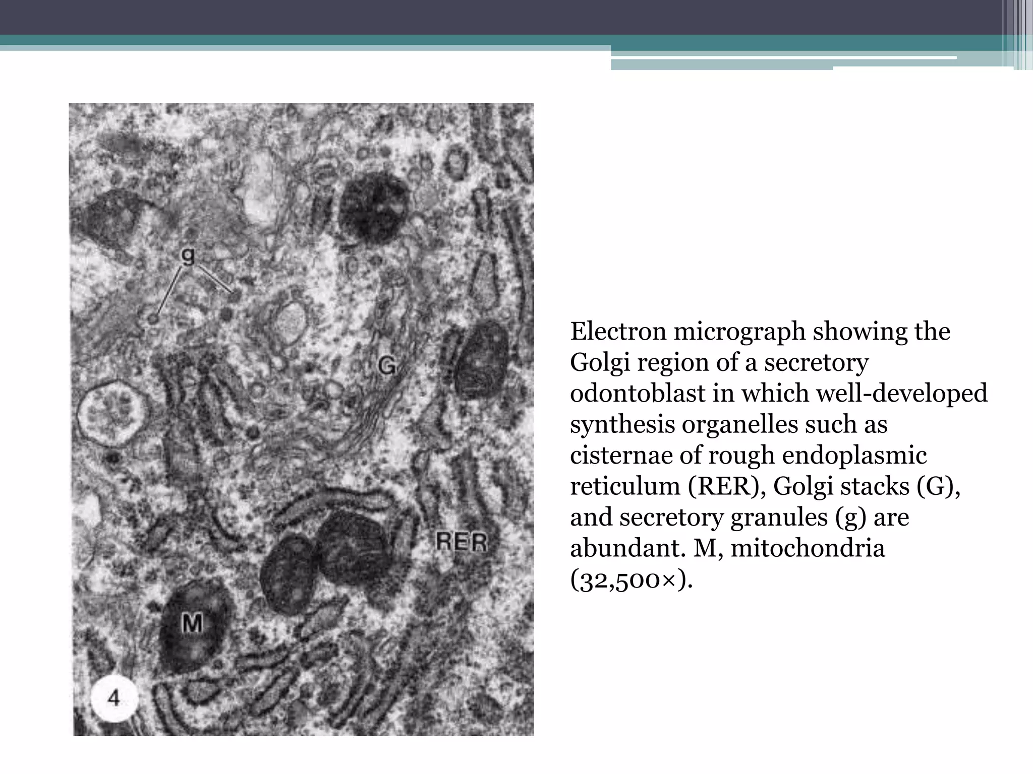 Histology of Pulp | PPTX | Dental Health | Diseases and Conditions